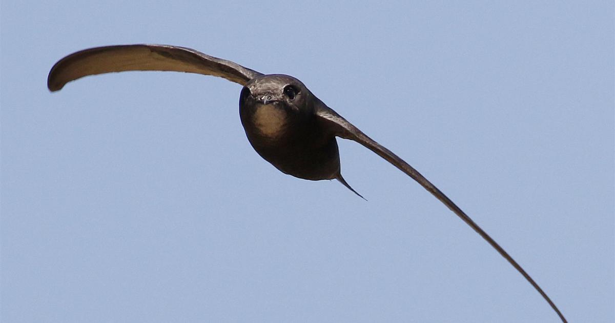 El vencejo: una especie capaz de volar durante 10 meses sin posarse en ...